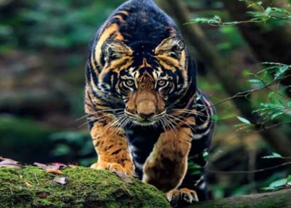 Boost for tourism in Odisha as Similipal’s black tigers grab global ...
