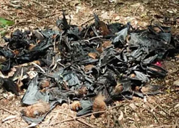 Mysterious mass deaths of bats spark concern in Chhattisgarh's Balod ...
